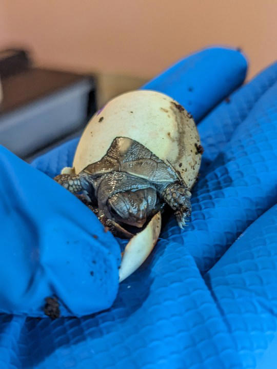 PHOTOS: 4 baby Eastern box turtles born at Virginia wildlife center