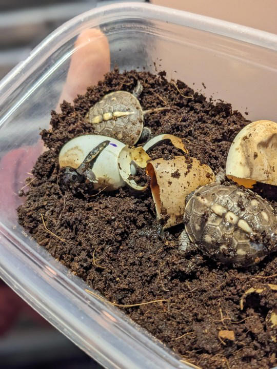 PHOTOS: 4 baby Eastern box turtles born at Virginia wildlife center
