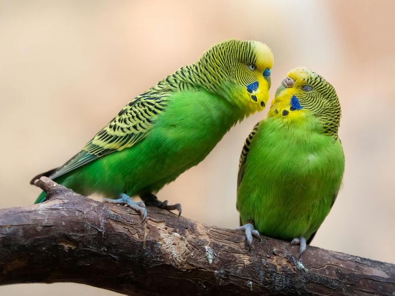 10 Small Pets That Live Longer Than Expected