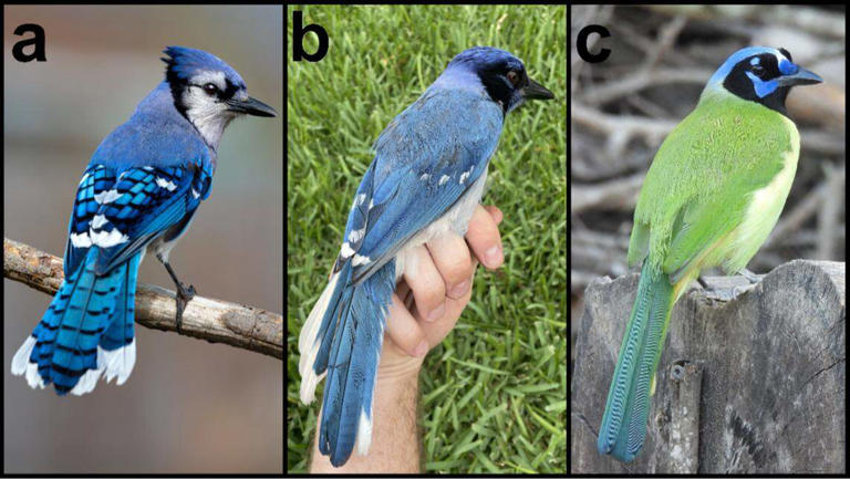 ‘Grue jay?' Homeowner spots first blue jay and green jay hybrid in ...