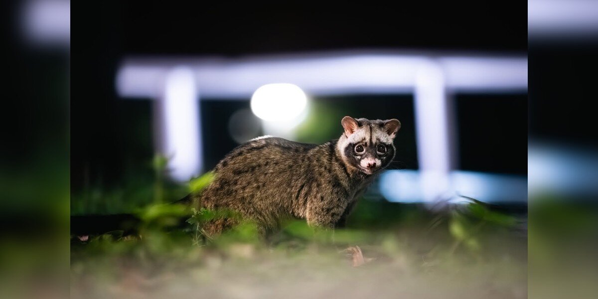 This Wide-Eyed Animal Owns The Night — And One Photographer Stays Up To ...
