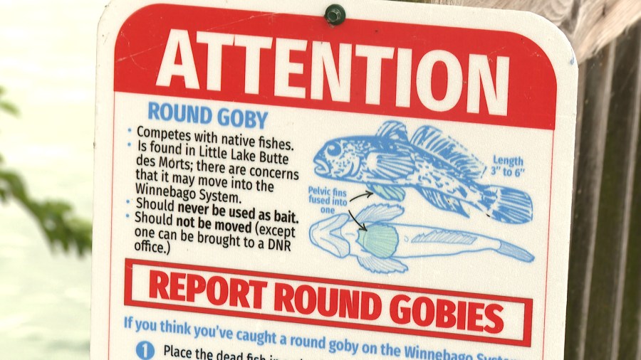 Invasive fish species discovered in Lake Winnebago, Department of ...