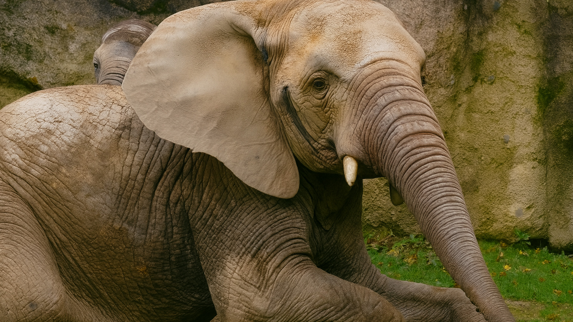 African Elephant Standing Up from Sitting
