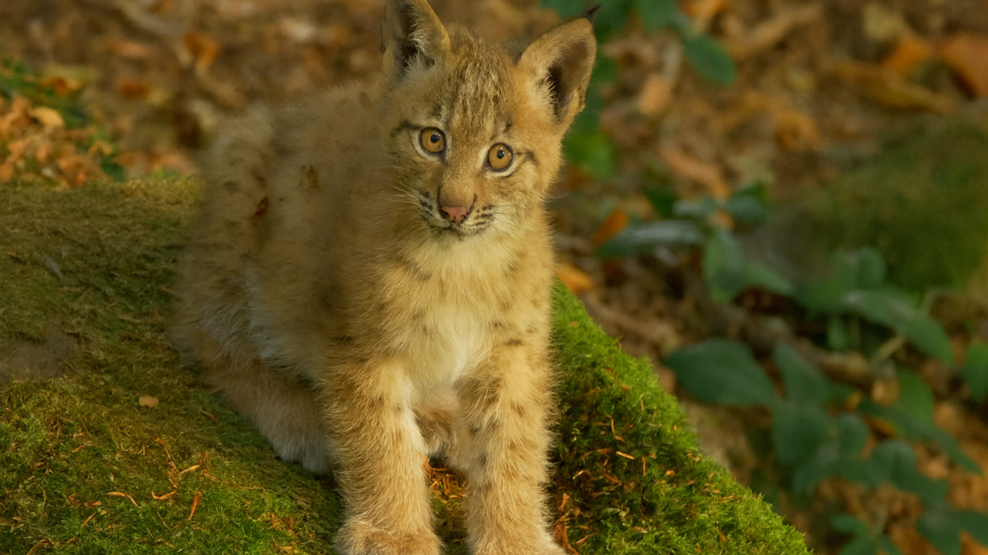 Luchs-Jungtiere spielen zwischen Felsen in der Natur