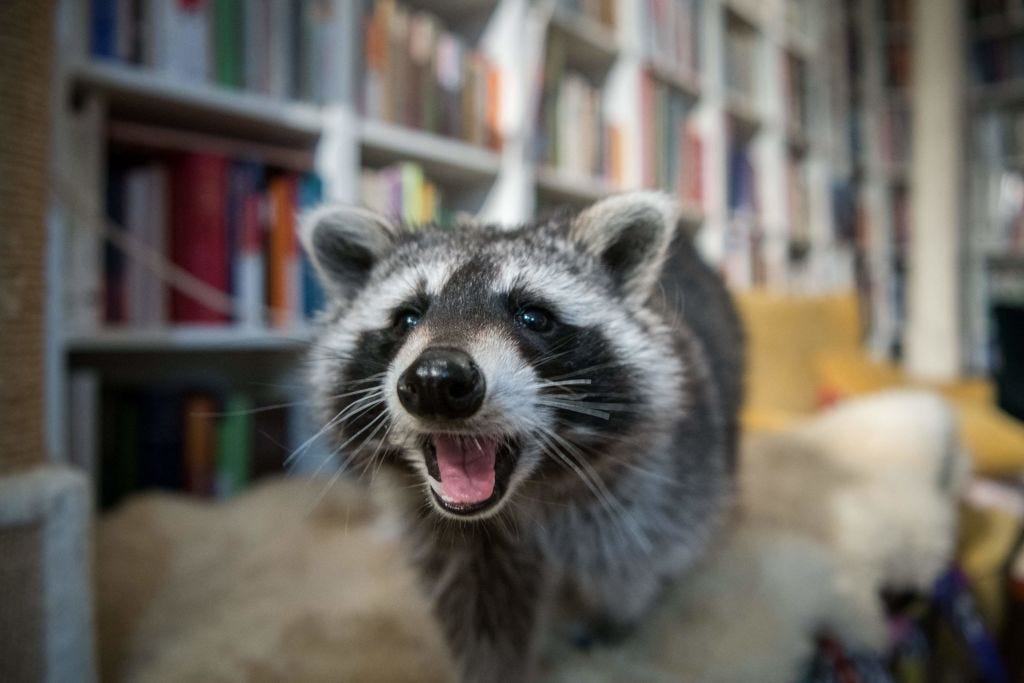 In Delaware, is it illegal to own a raccoon as a pet?