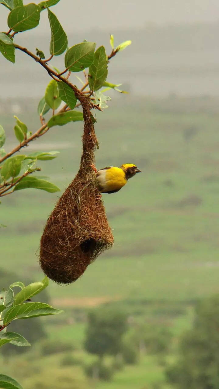 8 Birds known for building unique nests in nature