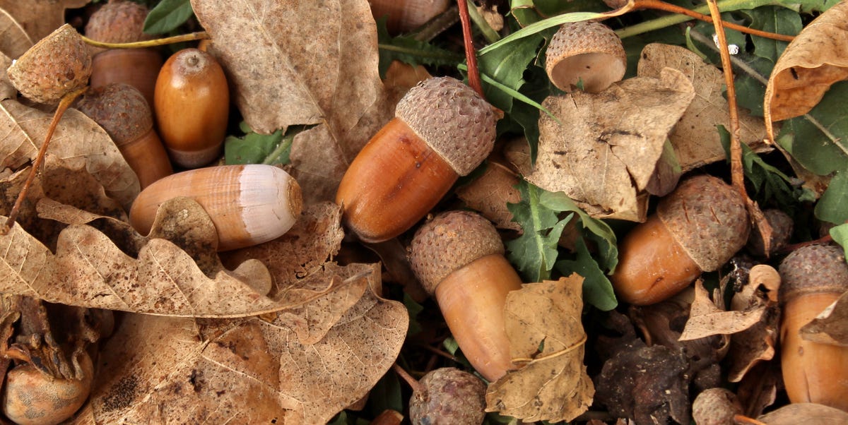 Seeing lots of acorns on autumn walks? Here’s why 2025 is a bumper year