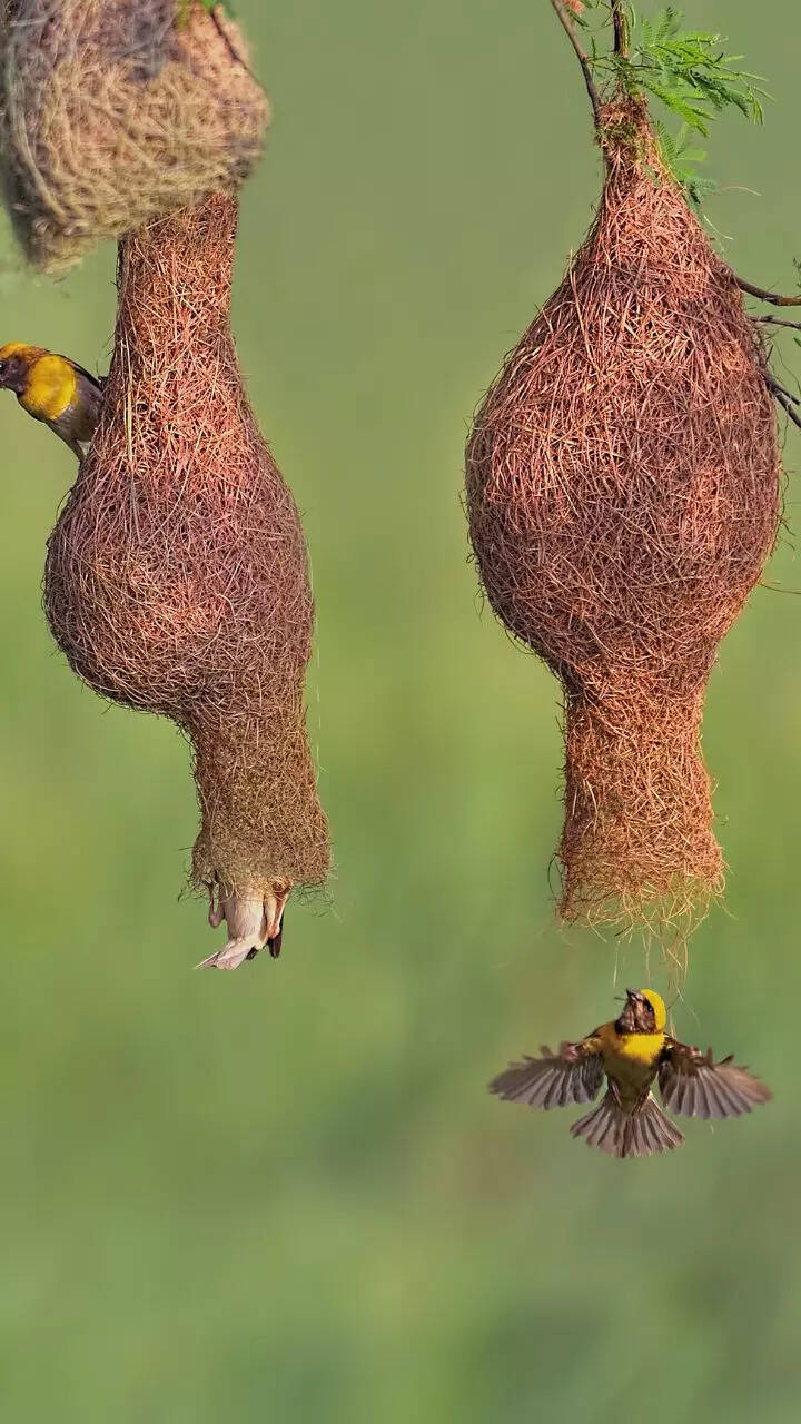 8 Birds known for building unique nests in nature