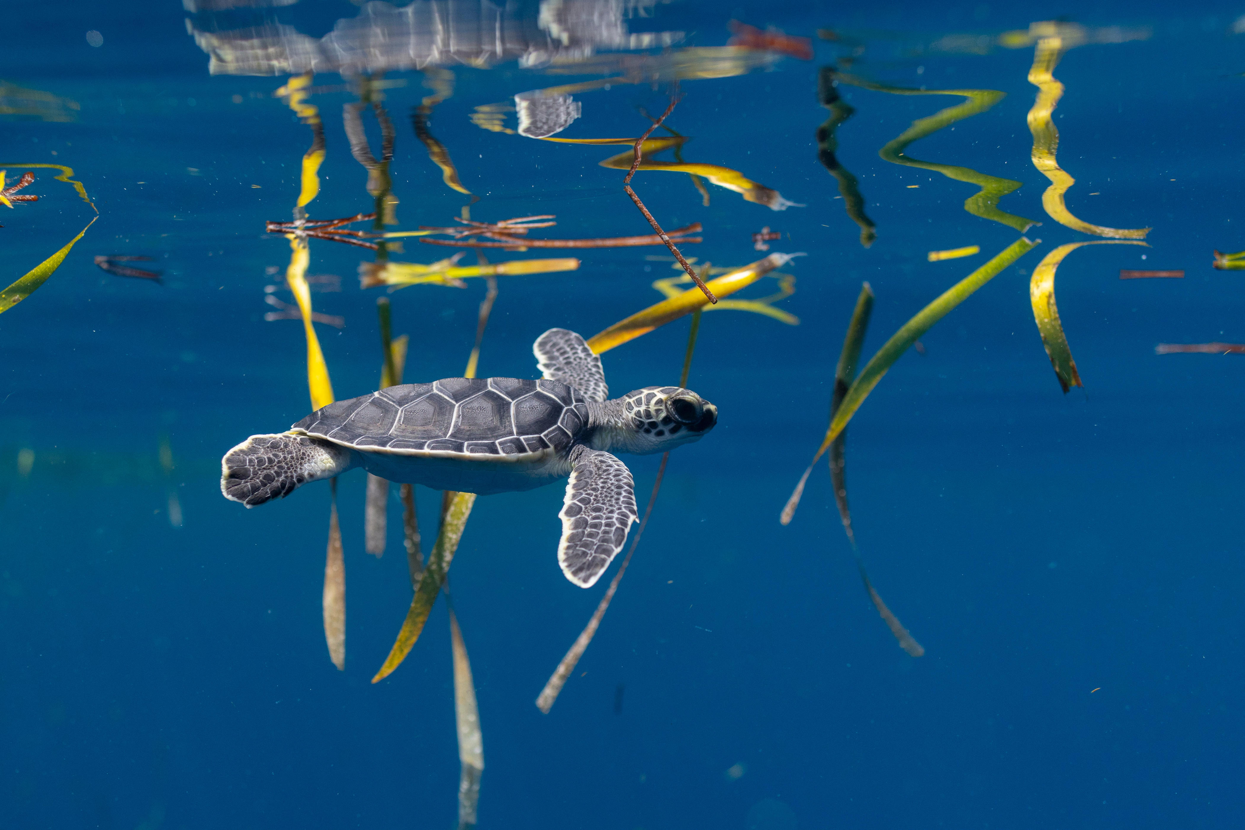 3 minds, 6 hands and a love for sea turtles: Palm Beach Zoo launches ...