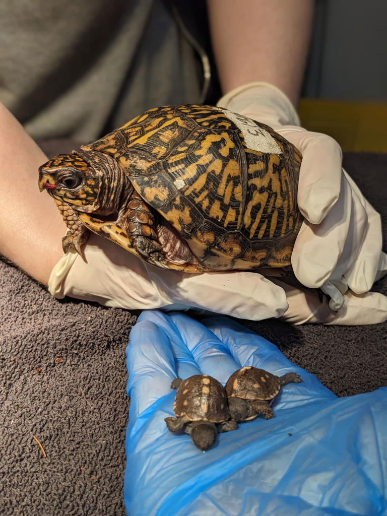 How conjoined twin turtles were surgically separated in Virginia