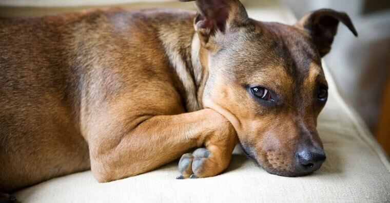 The Best Dog Breeds for Low-Maintenance Owners