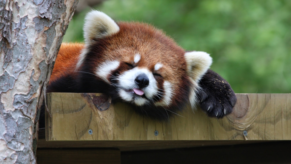 International Red Panda Day 2025: 8 Fascinating Facts About The ...
