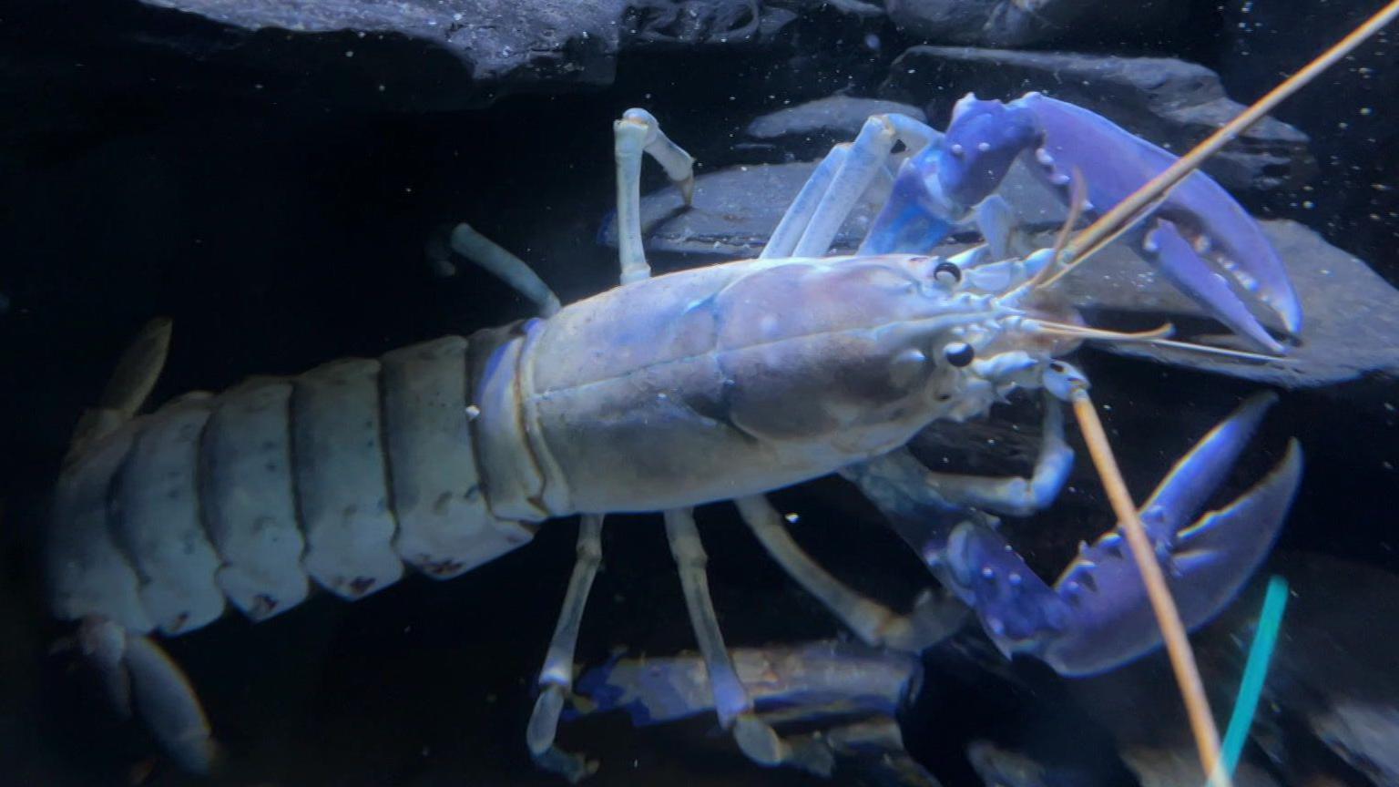 Are bright blue lobsters as rare as once thought?