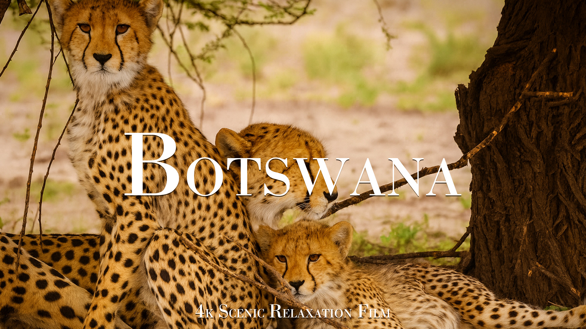 Dyreliv i Botswana – Antiloper, fugler og store kattedyr