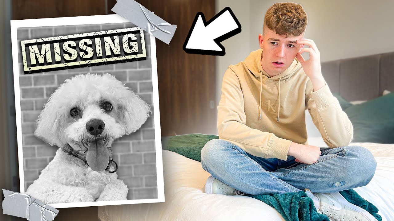 Our dog went missing