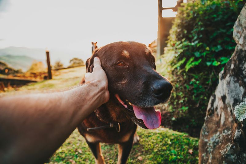 15 Worst Dog Breeds For Apartments
