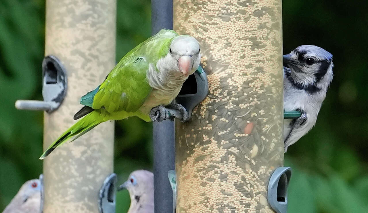 What you need to know about Houston Bird Week