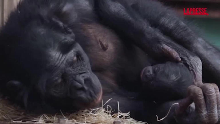 Regno Unito: nello zoo di Twycross nasce cucciolo di bonobo, il primate ...