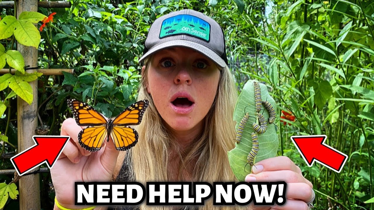 Monarch caterpillars raised successfully to protect butterflies