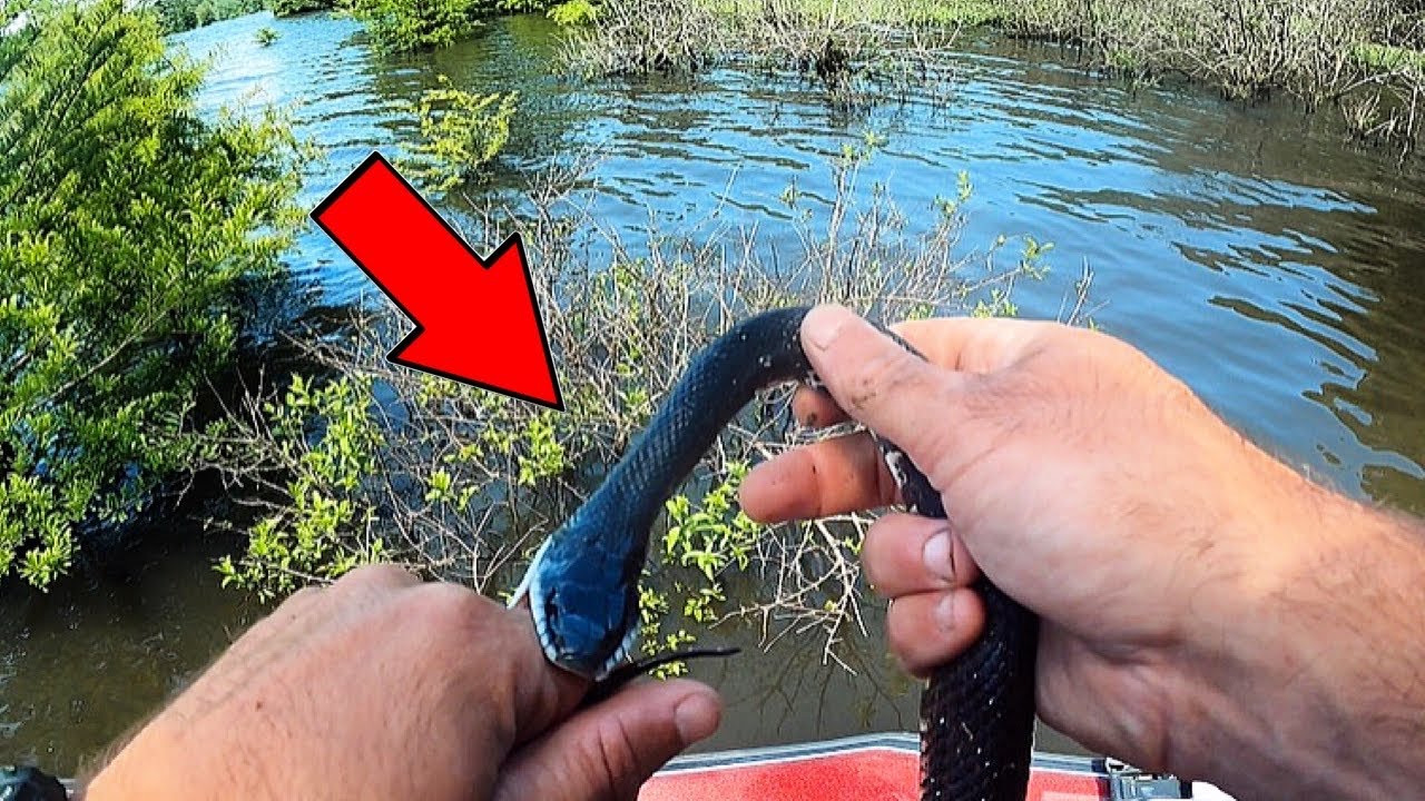 Bitten By Big Snake While Fishing Swampy Lake Successfully