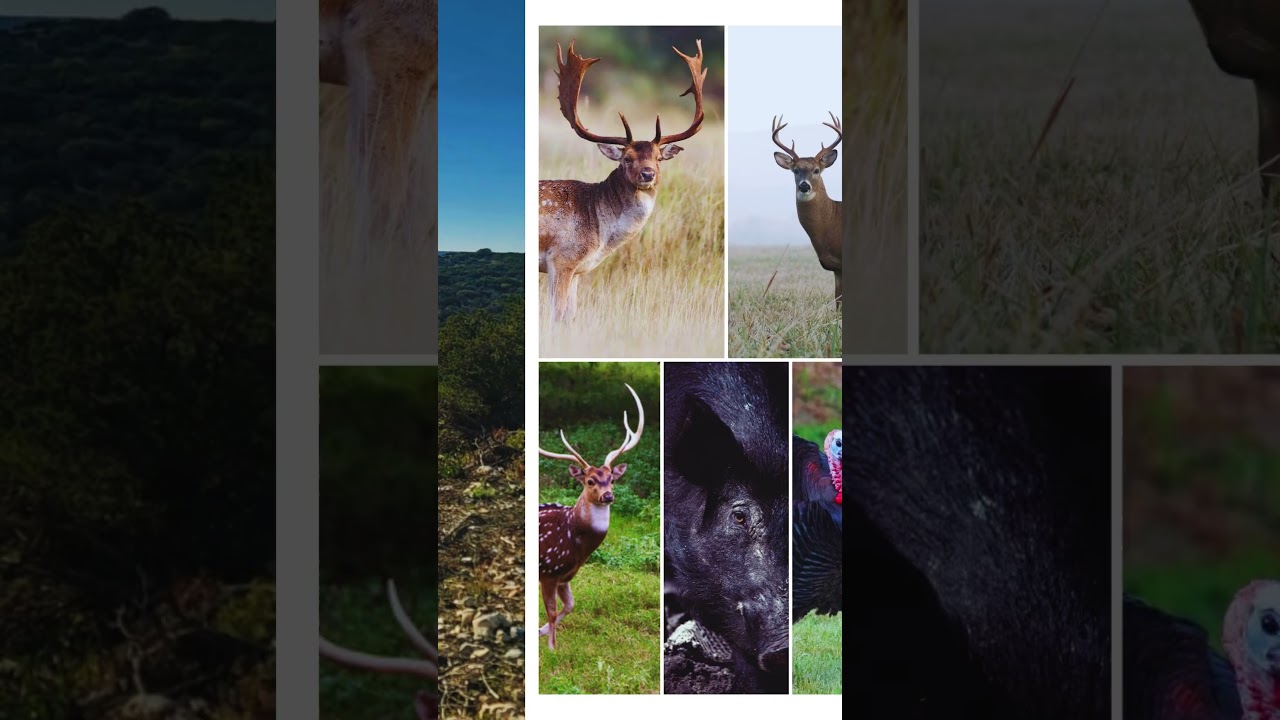 Turkey Creek Ranch – Lot 2