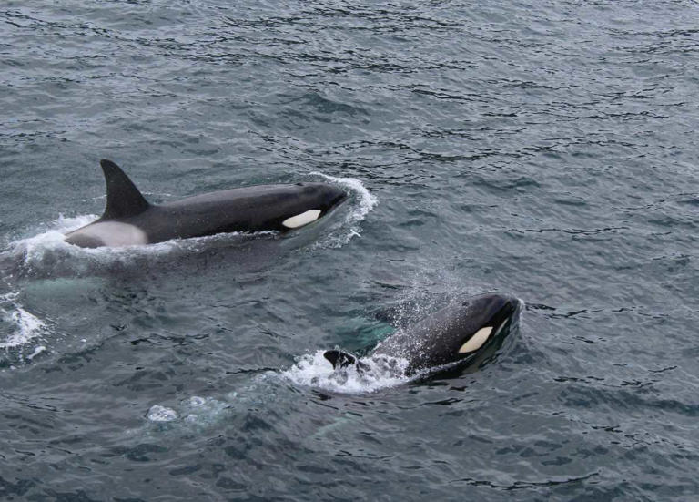 Chilling Footage Shows a Pod of Orcas Ambushing a Blue Whale Using a ...