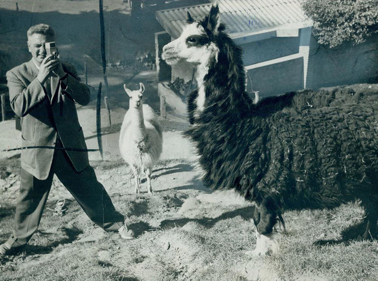 This Day in History, 1958: The Vancouver Sun goes wild under Jack Scott