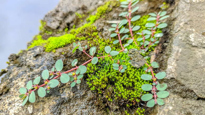 The Best Way To Get Rid Of Spurge Weed To Prevent It From Becoming A ...