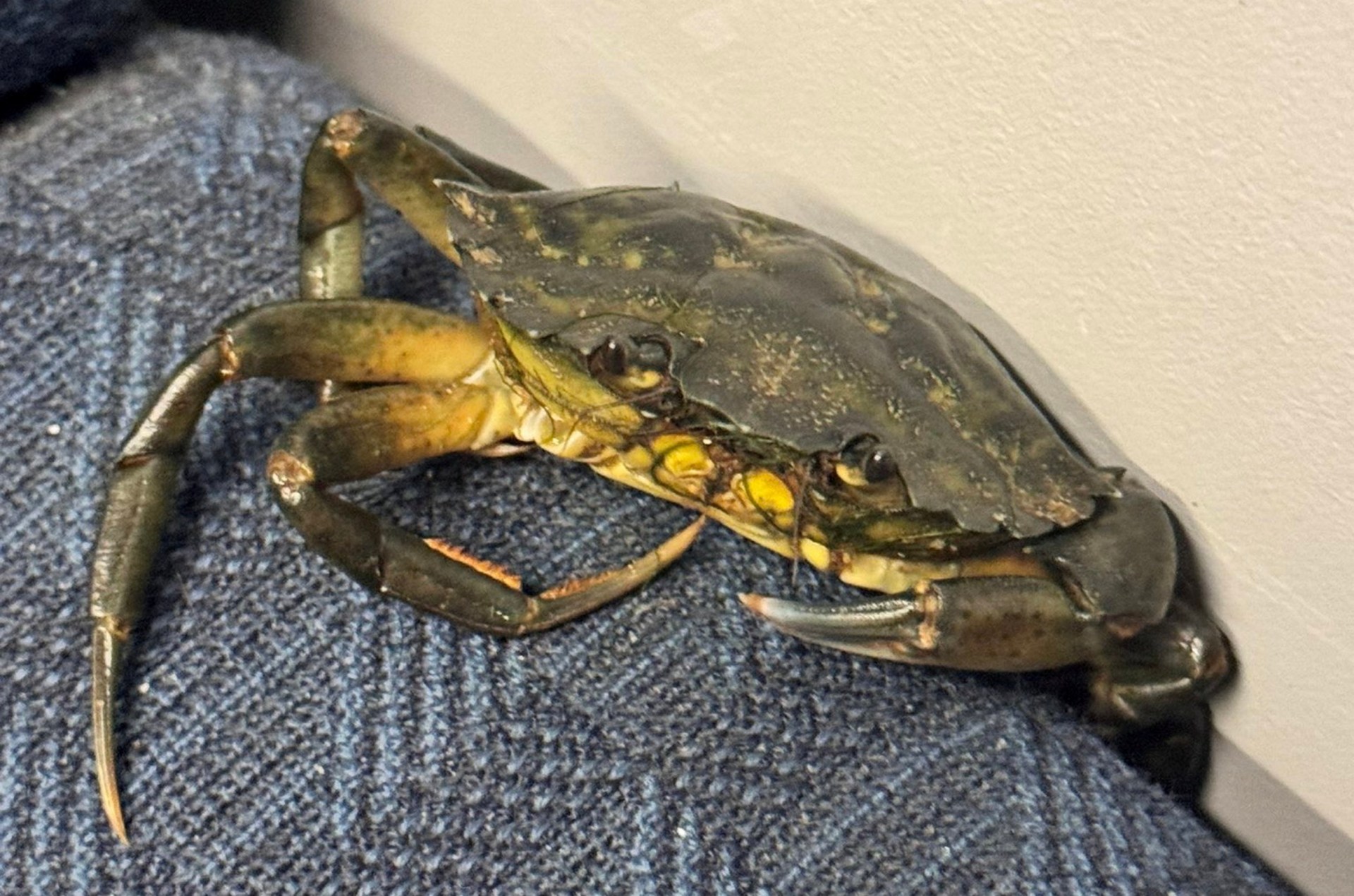 Passenger spots live crab taking train to Portsmouth