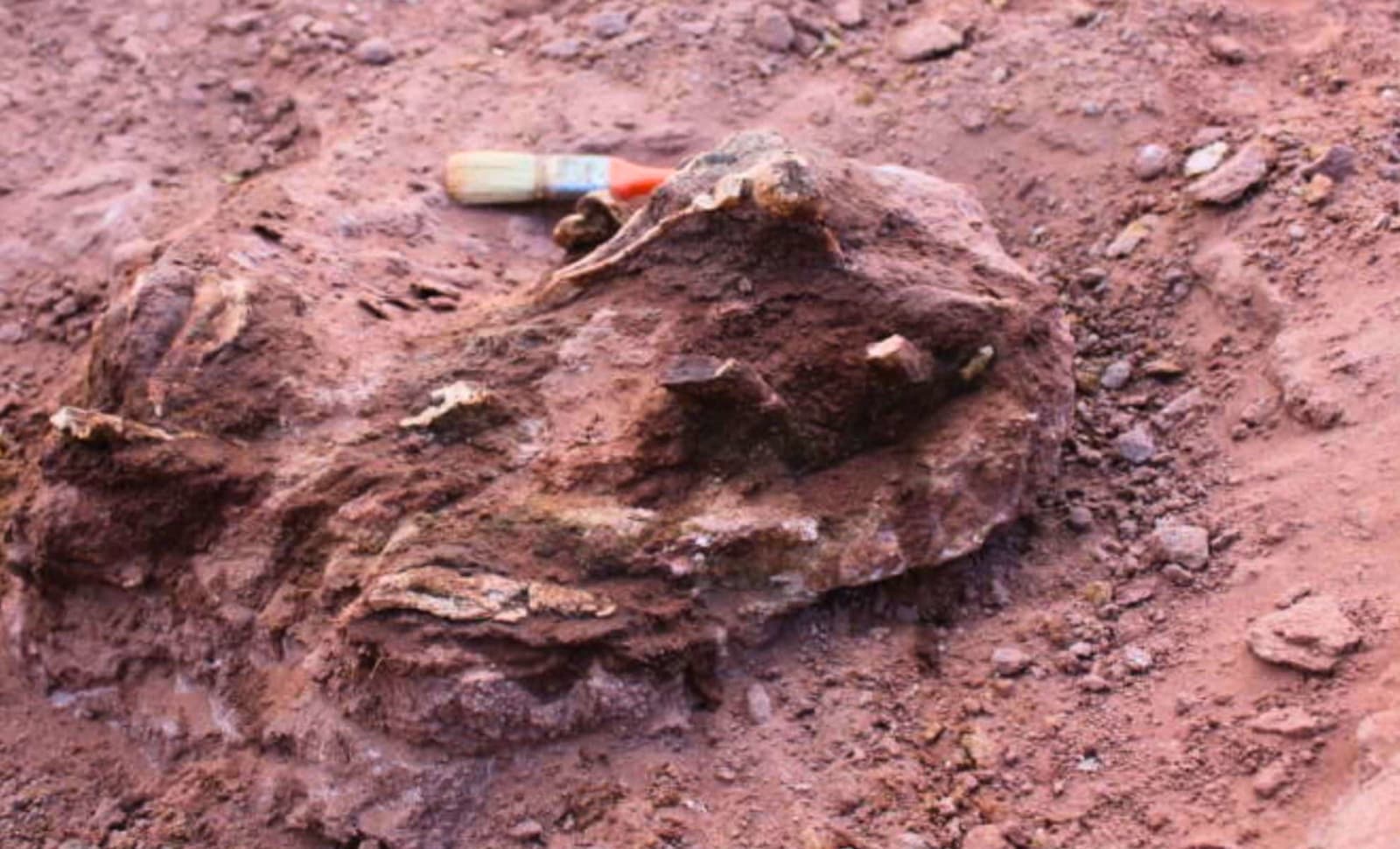 Meet the Fossil of T. rex Cousin That Terrorized Patagonia With Its ...