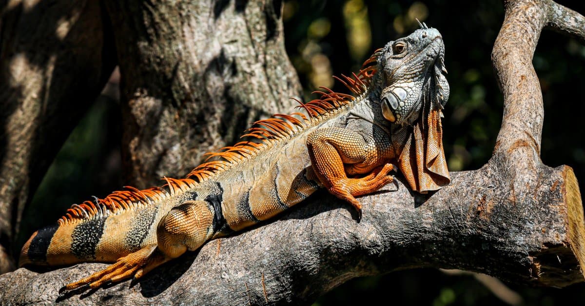 Why frozen iguanas fall from trees during Florida cold snaps