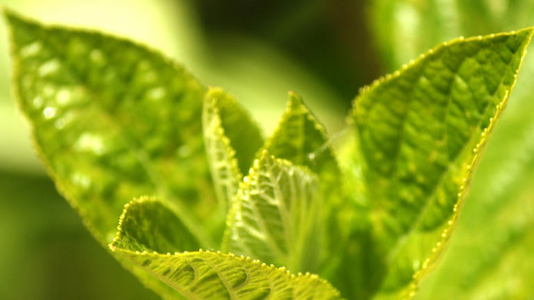 Bioengineered plants produce edible vaccines