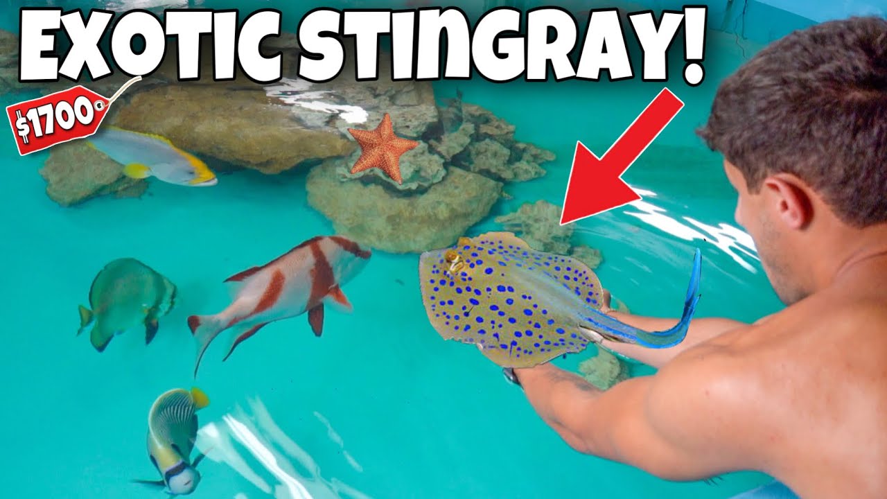 Discovering a rare stingray for my pond