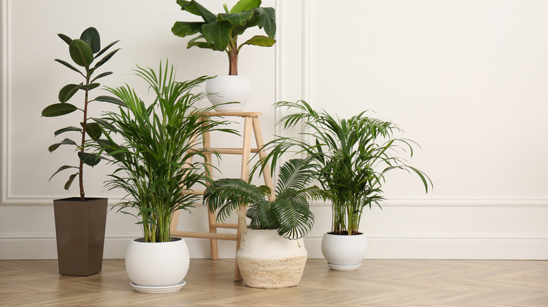 How To Incorporate Indoor Foliage In Your Home Décor