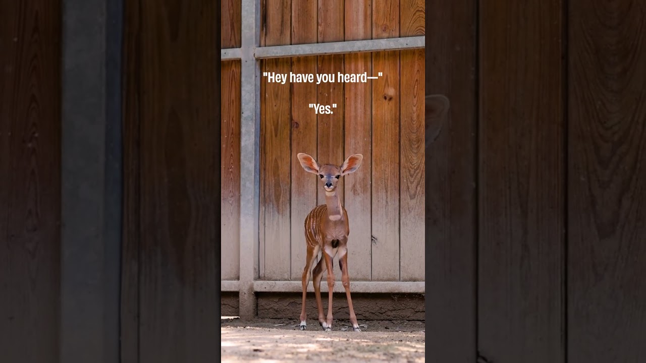Tito the deer listens closely to every sound