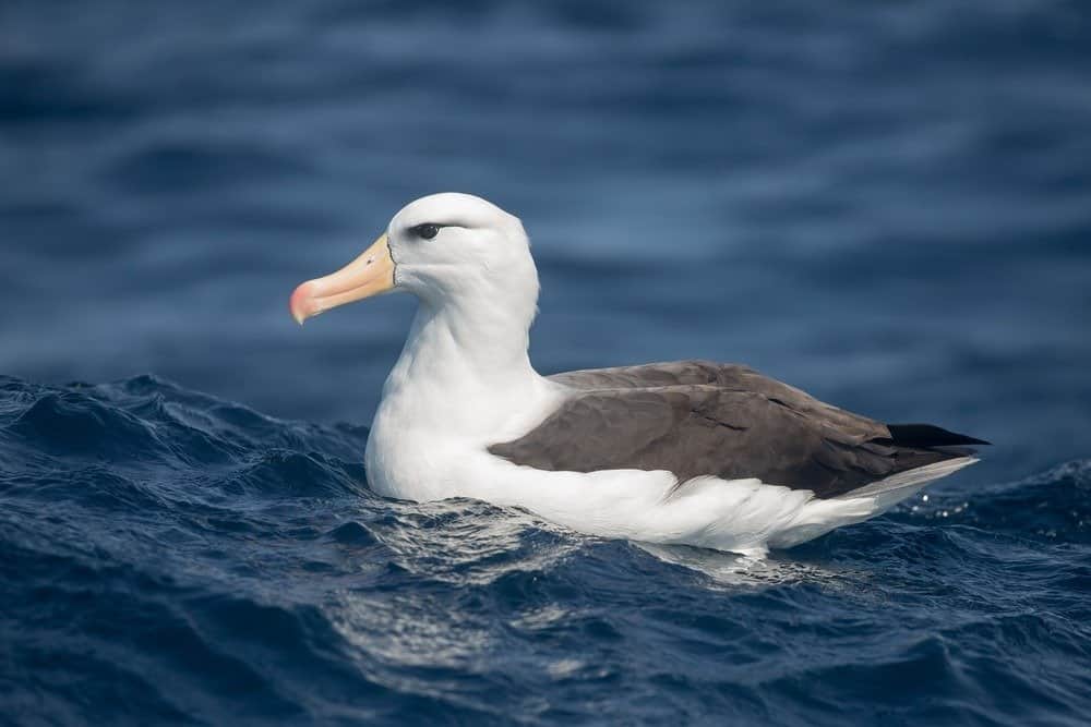 38 Animals With Webbed Feet