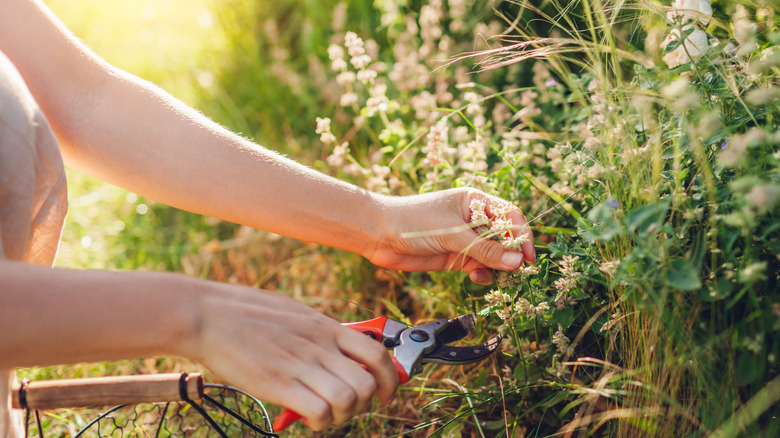 The Best Way To Cut Back Perennials Safely For Healthy Plants All Year Long