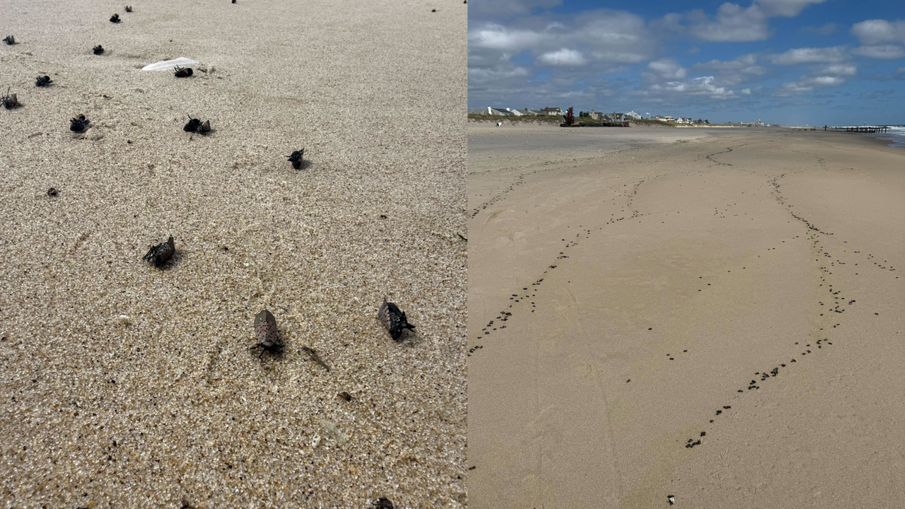 Thousands of dead spotted lanternflies wash up on Sea Girt, other NJ ...