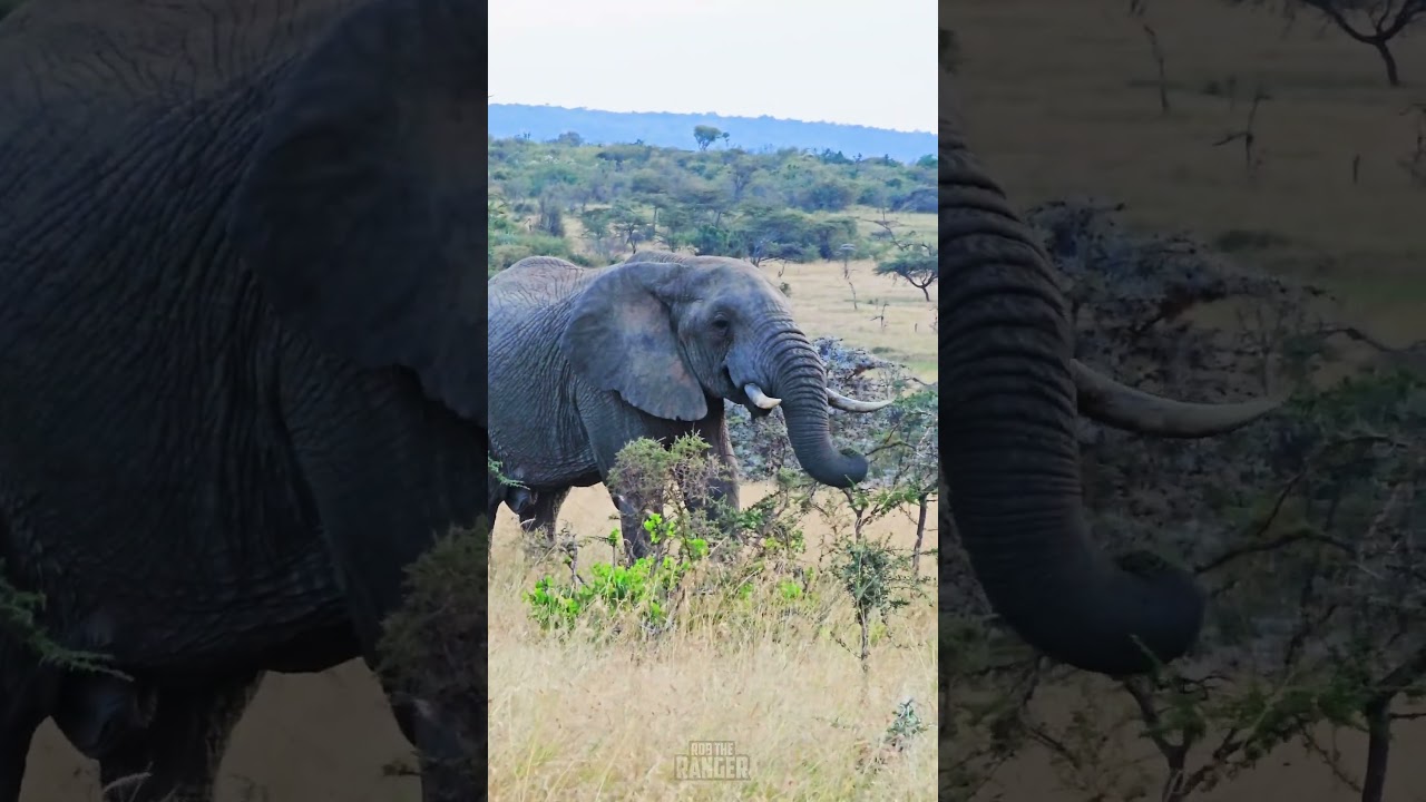 Elephants Roam Right Outside Safari Camp Rooms