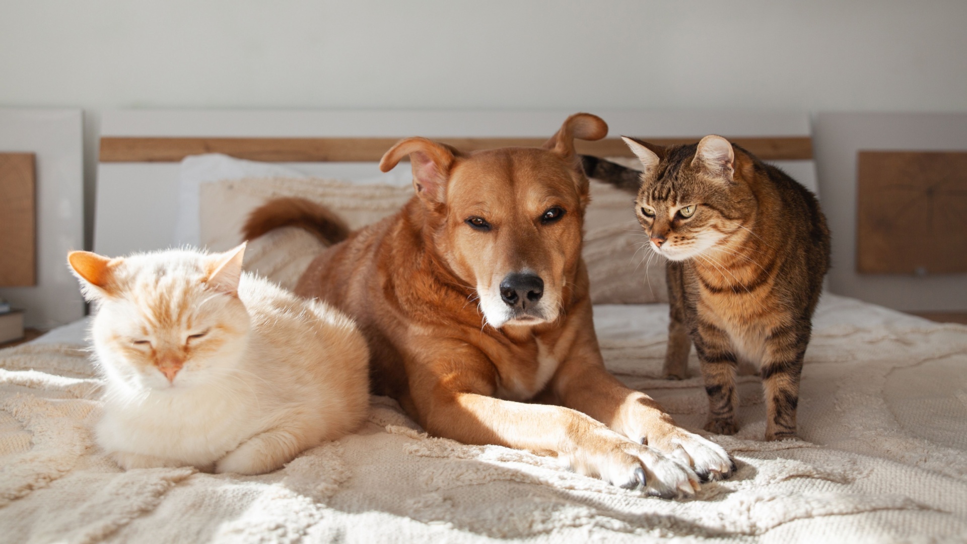 14 Strange Things Pets Do When They Think We’re Not Looking