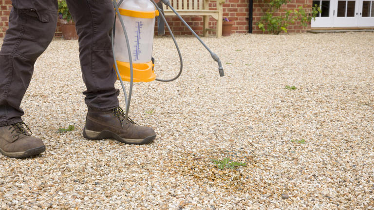 The Best Way To Get Rid Of Spurge Weed To Prevent It From Becoming A ...