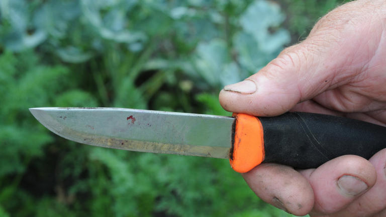 The Best Way To Cut Back Perennials Safely For Healthy Plants All Year Long