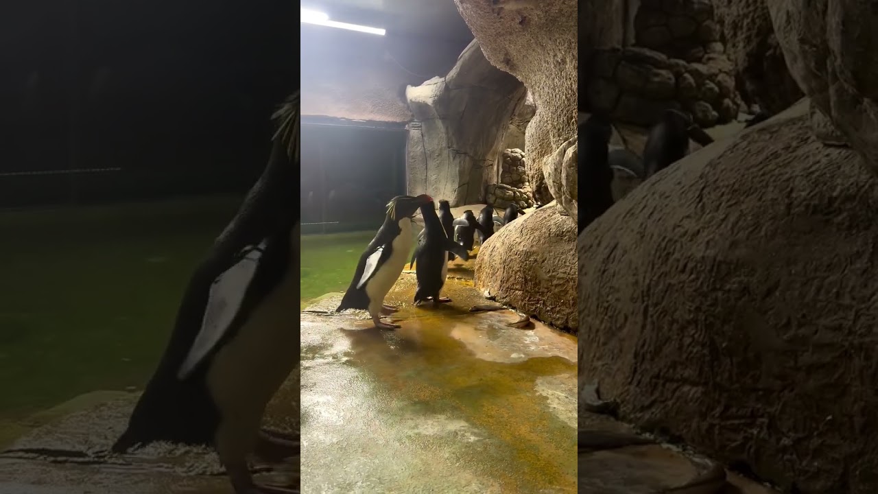 Penguins line up in the cutest waddle train