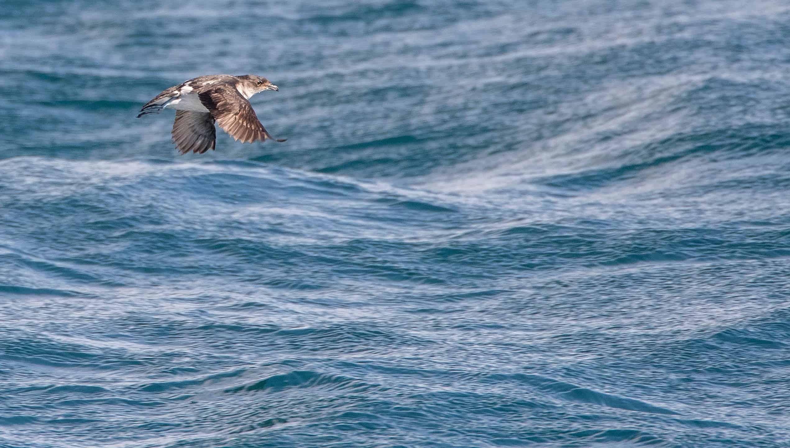 38 Animals With Webbed Feet