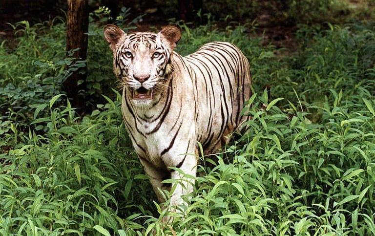 10 Fascinating Facts About White Tigers