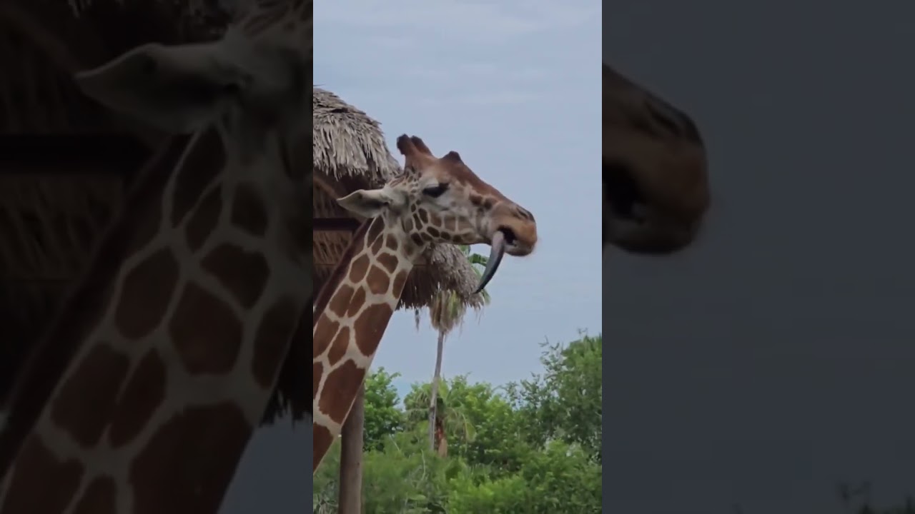 Animal shows off an impressive tongue trick