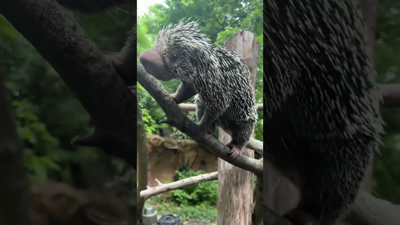 Piper the porcupine is having so much fun