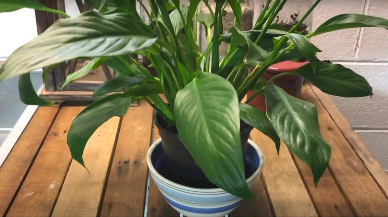 The Easy Peace Lily Watering Technique You Need For Non-Stop Blooms