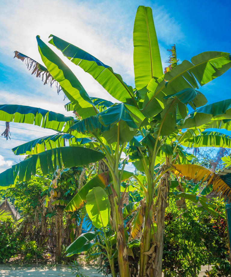 How to get a banana tree to fruit – 3 expert-approved methods