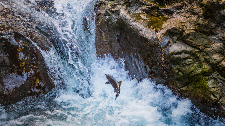 Visit Washington's Olympic National Park During These Months To See The ...